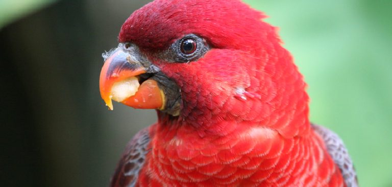 Cardinal Lory Spiritual Meaning, Symbolism and Totem (2025)