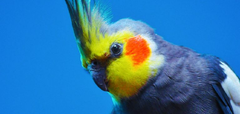 Cockatiel Spiritual Meaning, Symbolism and Totem (2026)