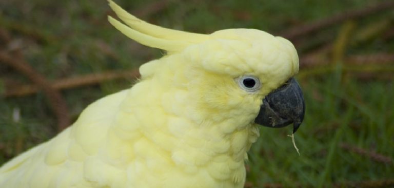 Cockatoo Spiritual Meaning, Symbolism and Totem | Detailed Guide