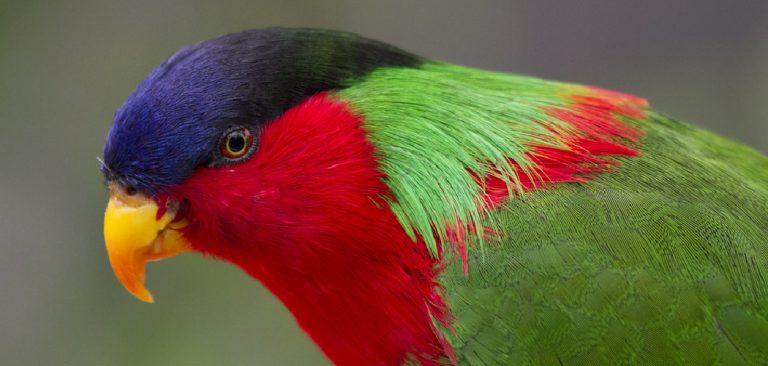 Collared Lory Spiritual Meaning, Symbolism and Totem (2025)