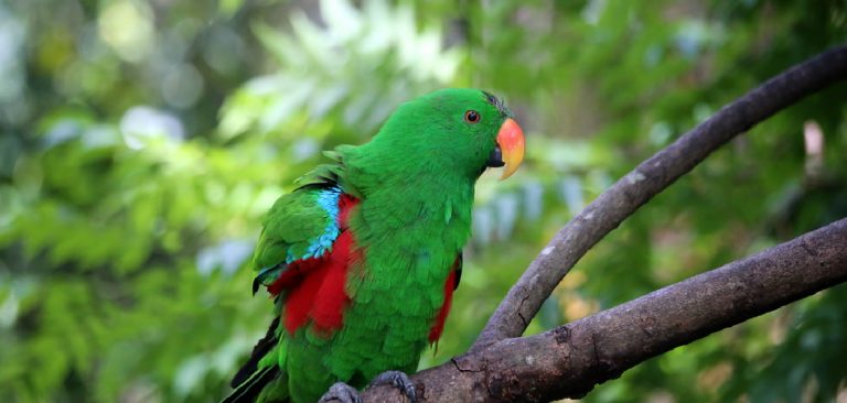 Eclectus Parrot Spiritual Meaning, Symbolism and Totem (2025)