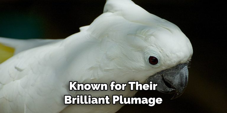 Cockatoo Spiritual Meaning, Symbolism and Totem | Detailed Guide