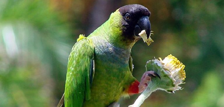 Nanday Spiritual Meaning, Symbolism and Totem | Explained (2026)