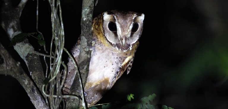 Bay Owl Spiritual Meaning, Symbolism and Totem | Detailed Guied