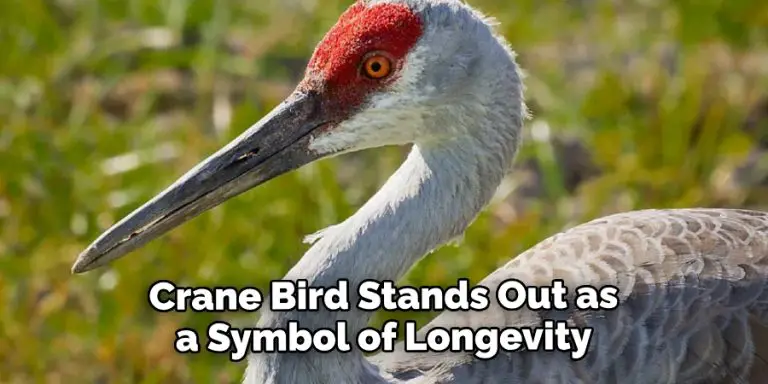 Crane Spiritual Meaning, Symbolism and Totem | Explained (2026)