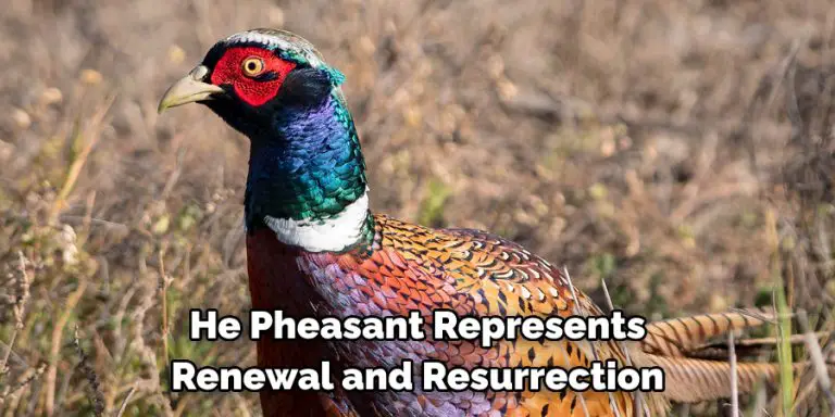 Pheasant Spiritual Meaning, Symbolism and Totem | Detailed Guide