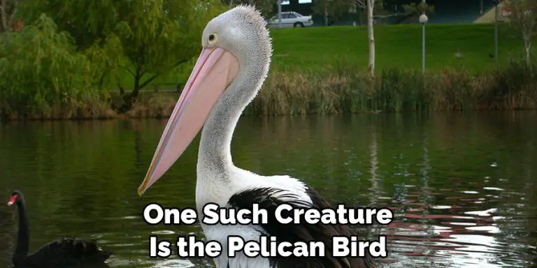 Pelican Spiritual Meaning, Symbolism and Totem | Detailed Guide