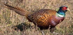 Pheasant Spiritual Meaning, Symbolism and Totem | Detailed Guide