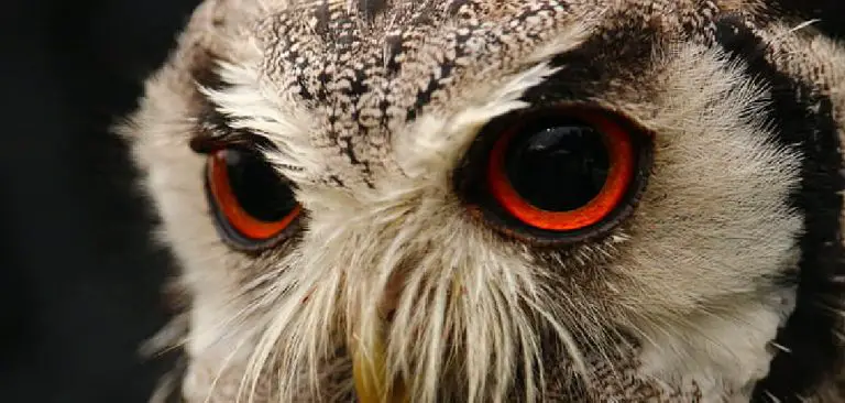 Red Owl Spiritual Meaning, Symbolism and Totem | Detailed Guide