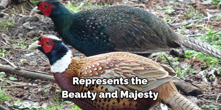 Pheasant Spiritual Meaning, Symbolism and Totem | Detailed Guide