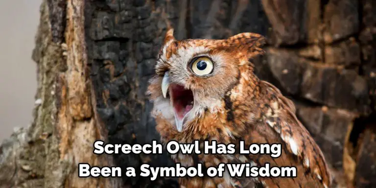 Screech Owl Spiritual Meaning, Symbolism and Totem (2025)