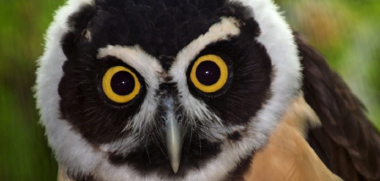 Spectacled Owl Spiritual Meaning, Symbolism and Totem (2026)
