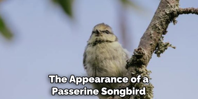 Passerine Spiritual Meaning, Symbolism and Totem (2025)