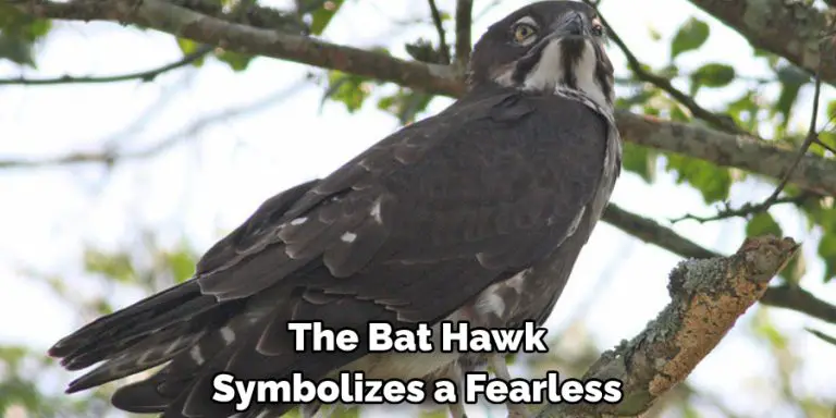 Bat Hawk Spiritual Meaning, Symbolism and Totem | Detailed Guide