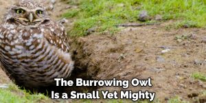Burrowing Owl Spiritual Meaning, Symbolism and Totem (2026)