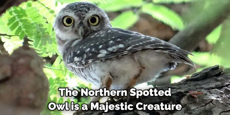 Spotted Owl Spiritual Meaning, Symbolism and Totem (2025)