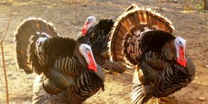 Turkey Spiritual Meaning, Symbolism and Totem | Explained (2025)