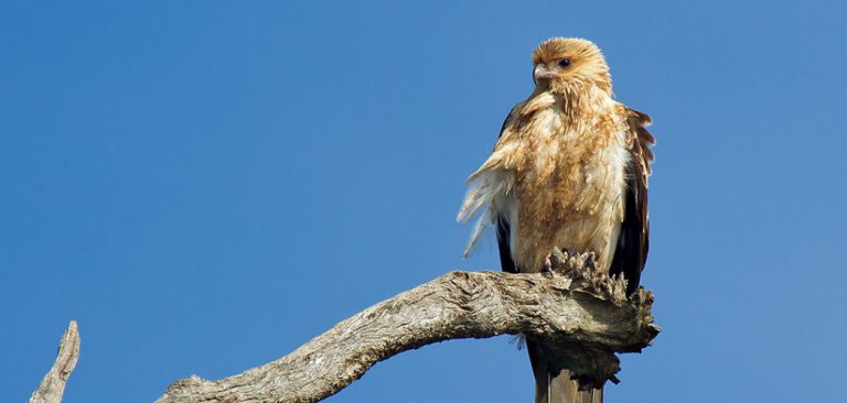 Whistling Kite Spiritual Meaning, Symbolism and Totem (2025)