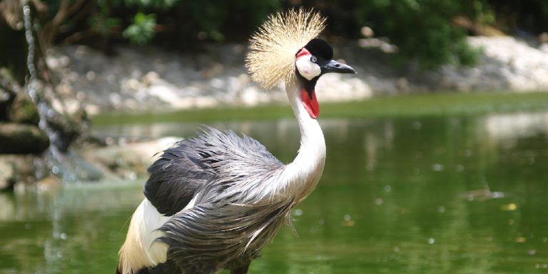 Crane Spiritual Meaning, Symbolism and Totem | Explained (2026)