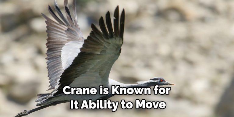 Crane Spiritual Meaning, Symbolism and Totem | Explained (2026)