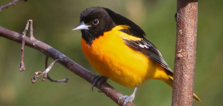 Baltimore Spiritual Meaning, Symbolism and Totem (2025)