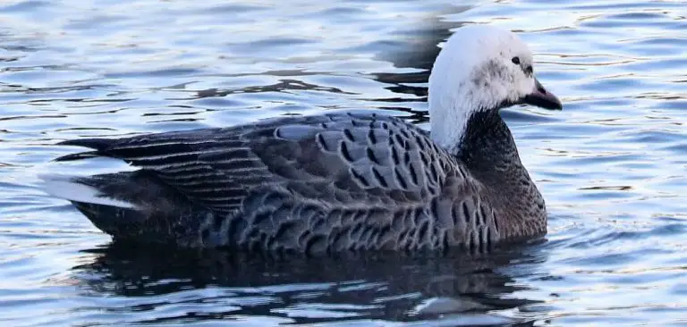 Emperor Goose Spiritual Meaning, Symbolism and Totem (2025)