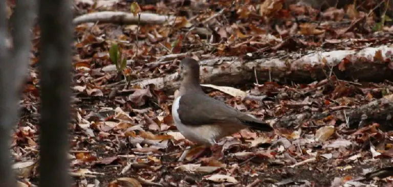 Grenada Dove Spiritual Meaning, Symbolism and Totem | Explained