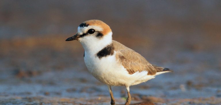 Kentish Plover Spiritual Meaning, Symbolism and Totem (2026)