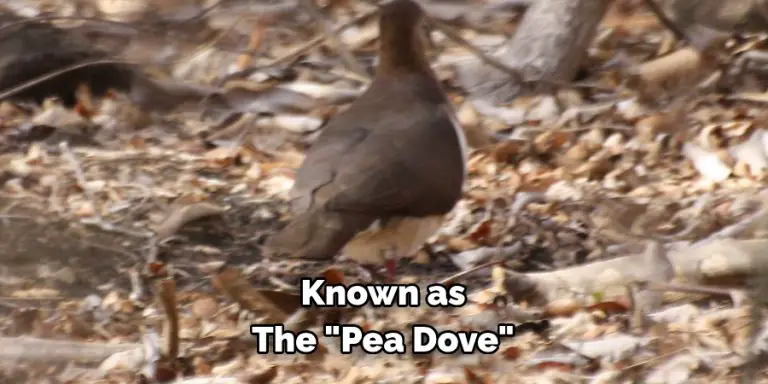 Grenada Dove Spiritual Meaning, Symbolism and Totem | Explained