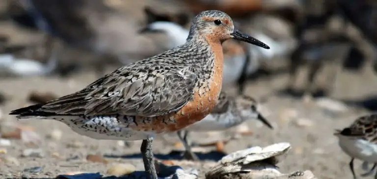 Red knot Spiritual Meaning, Symbolism and Totem | Detailed Guide