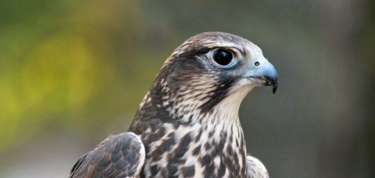 Saker Falcon Spiritual Meaning, Symbolism and Totem | Explained