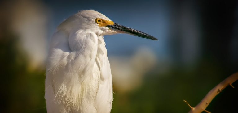 Snowy Egret Spiritual Meaning, Symbolism and Totem (2025)