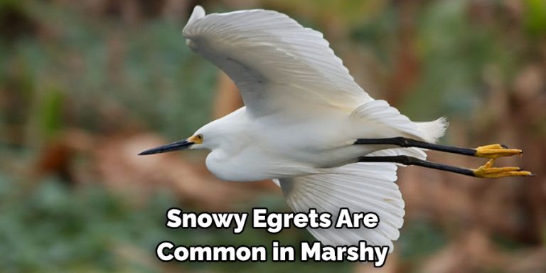 Snowy Egret Spiritual Meaning, Symbolism and Totem (2026)