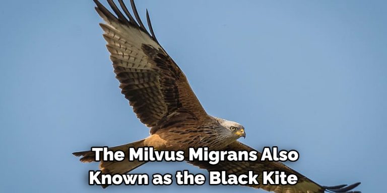 Milvus Spiritual Meaning, Symbolism and Totem | Explained