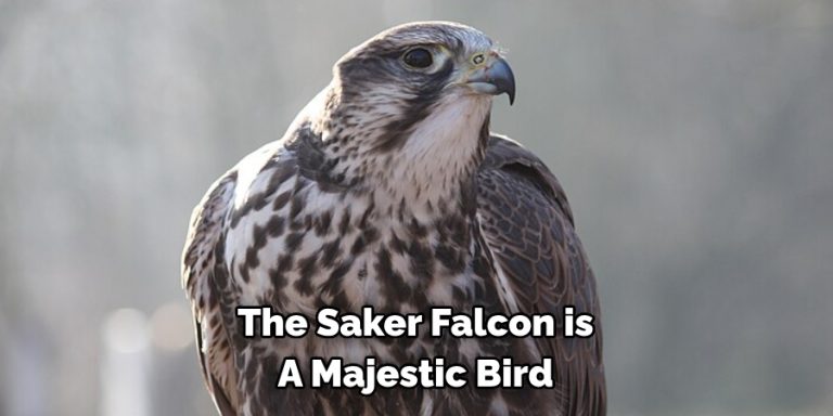 Saker Falcon Spiritual Meaning, Symbolism and Totem | Explained