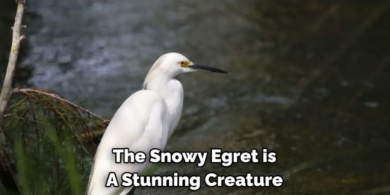 Snowy Egret Spiritual Meaning, Symbolism and Totem (2026)