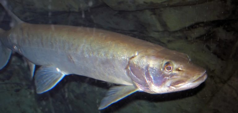 Musky Spiritual Meaning, Symbolism and Totem | Explained (2026)