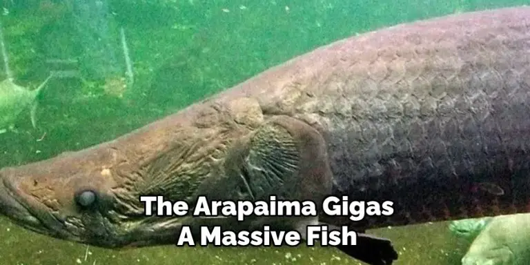 Arapaima Spiritual Meaning, Symbolism and Totem | Explanation