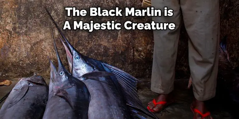 Marlin Spiritual Meaning, Symbolism and Totem | Explained (2025)