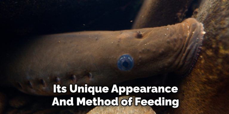 Lamprey Spiritual Meaning, Symbolism and Totem | (2026)