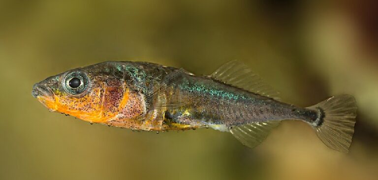 Stickleback Spiritual Meaning, Symbolism and Totem (2025)