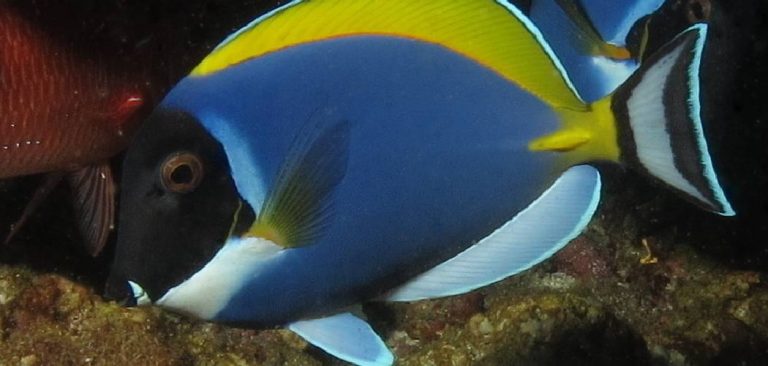 Blue Tang Surgeonfish Spiritual Meaning, Symbolism and Totem