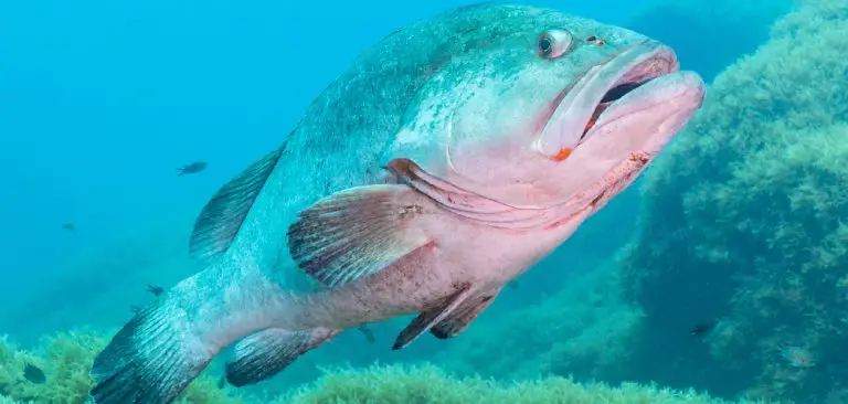 Grouper Spiritual Meaning, Symbolism and Totem Explained (2026)