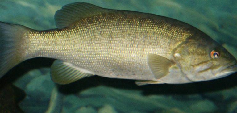 Smallmouth Bass Spiritual Meaning, Symbolism and Totem (2026)