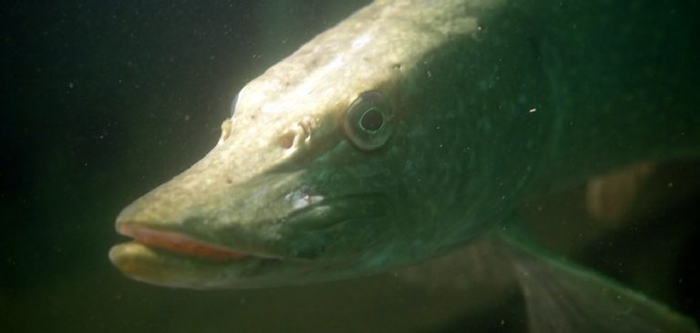 Snoek Spiritual Meaning, Symbolism and Totem Explained (2025)