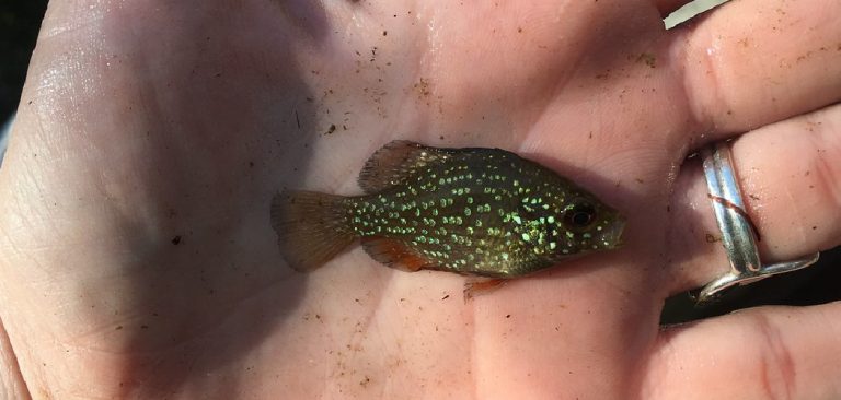 Spot Fish Spiritual Meaning, Symbolism and Totem (2025)