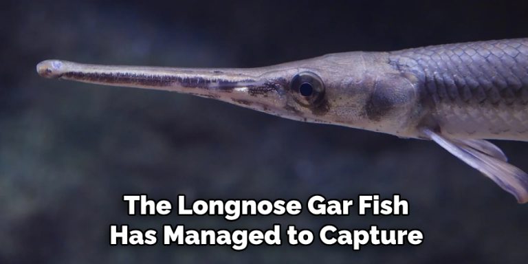 Longnose Gar Spiritual Meaning, Symbolism and Totem (2025)