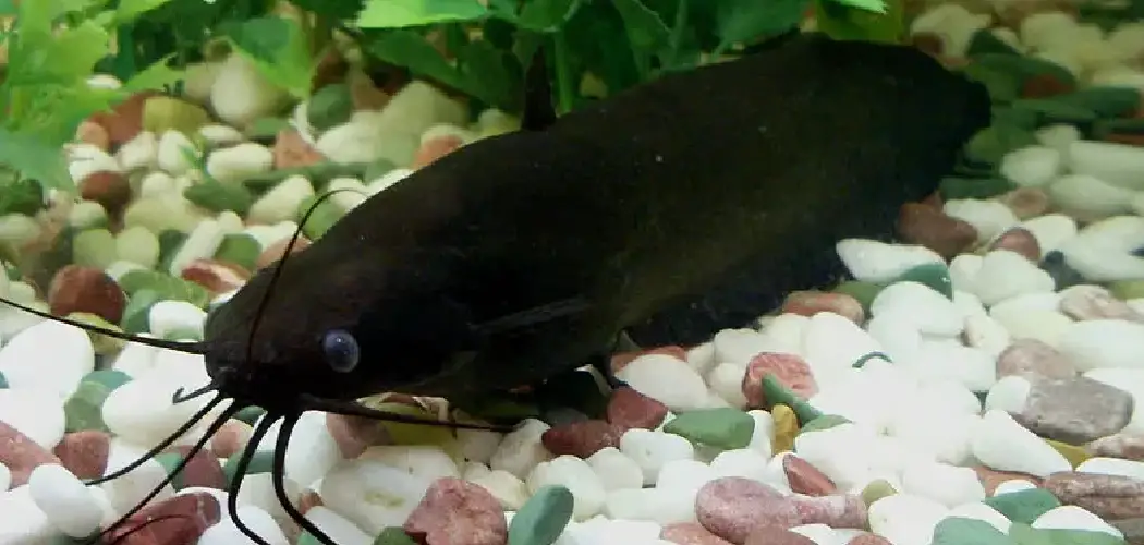 Airsac Catfish Spiritual Meaning, Symbolism and Totem (2025)