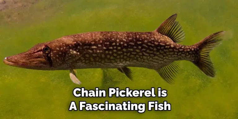 Chain Pickerel Spiritual Meaning, Symbolism and Totem (2025)