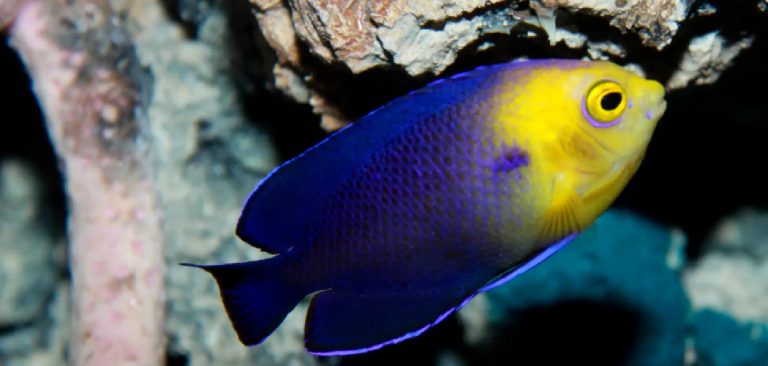 Cherubfish Spiritual Meaning, Symbolism and Totem (2025)